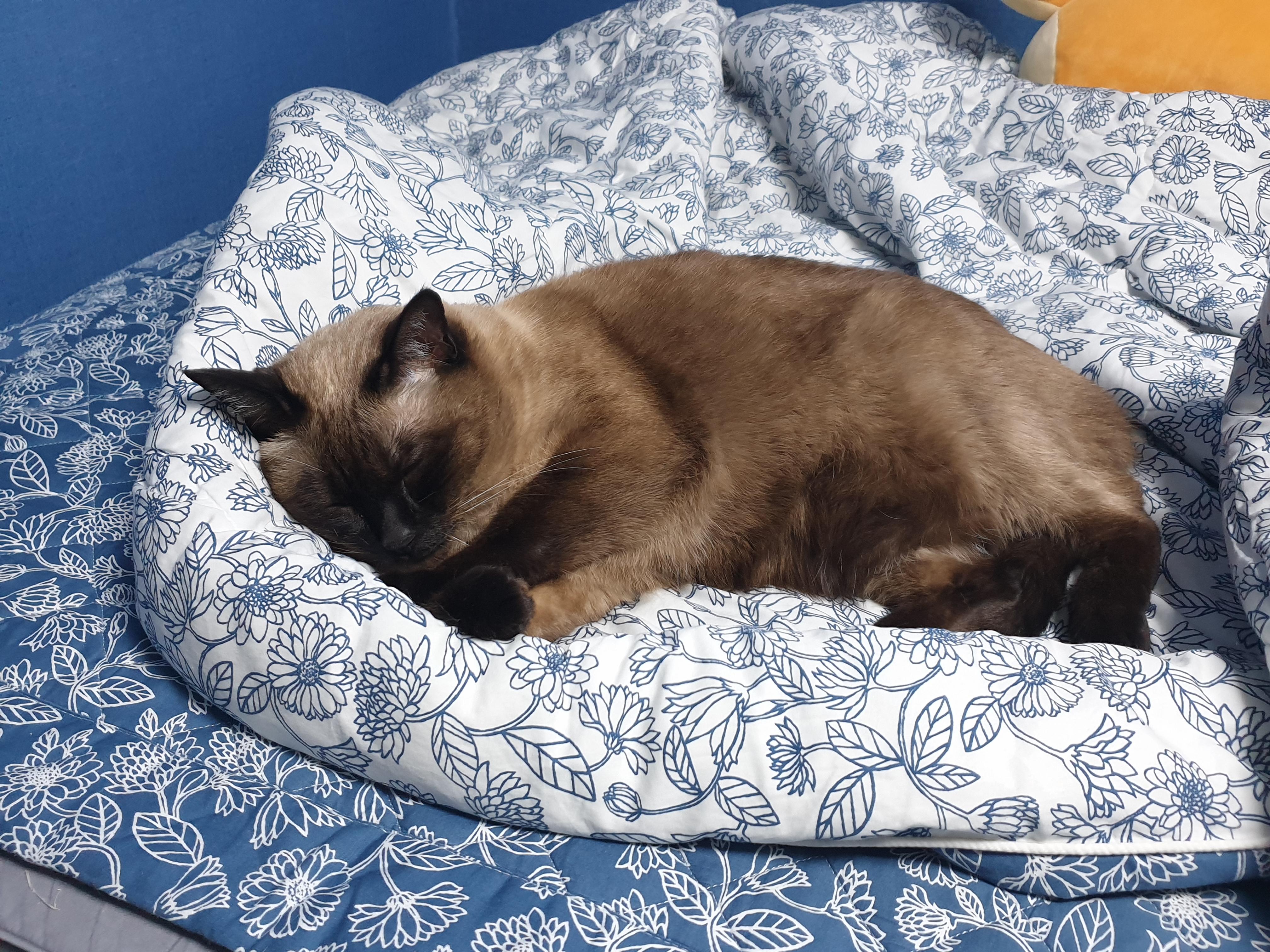 basic_exploitation_002 | 워게임 | Dreamhack