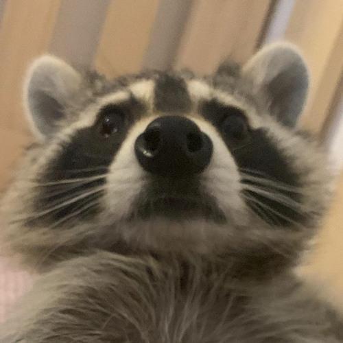 simple-operation | 워게임 | Dreamhack